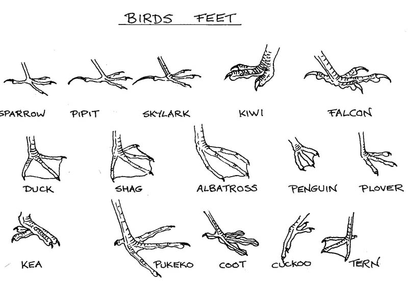 All About Birds